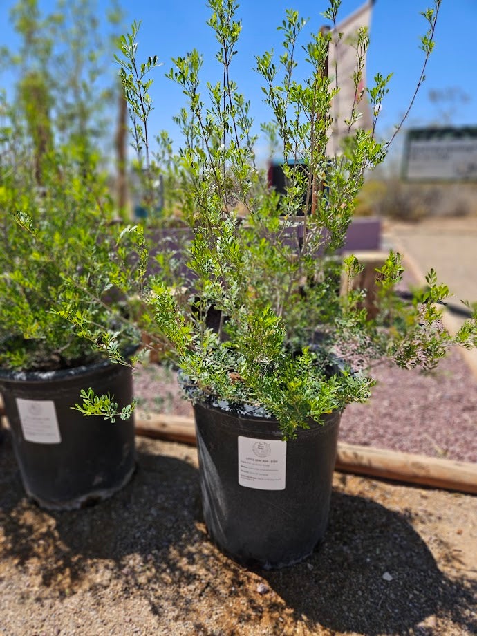 Buy a Little Leaf Ash Tree in Tucson | Four Arrows Garden