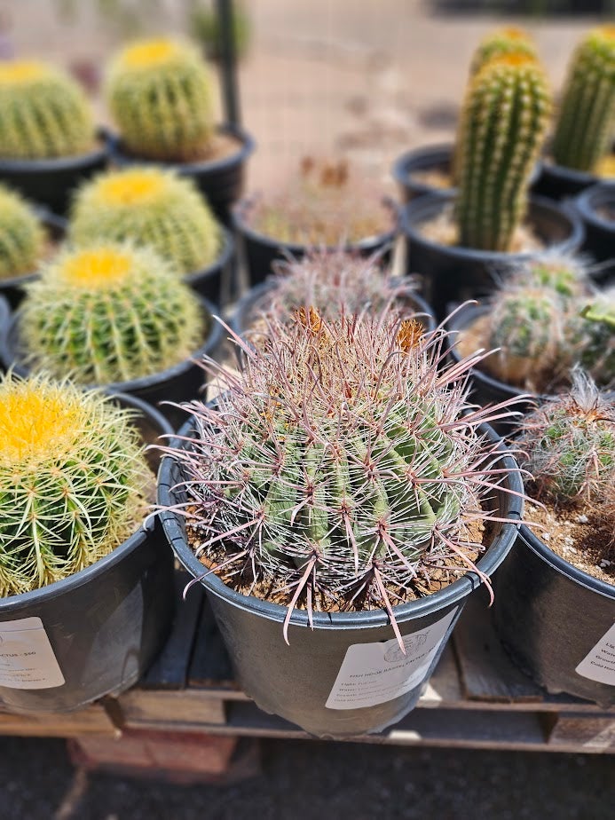 Buy a Fish Hook Barrel Cactus in Tucson | Four Arrows Garden
