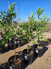 Buy a Minneola Tangelo Tree in Tucson | Four Arrows Garden
