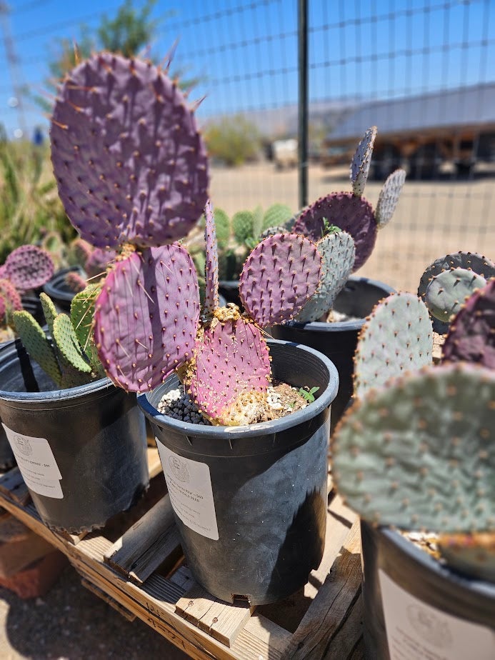 Buy a Santa Rita Prickly Pear Cactus in Tucson | Four Arrows Garden