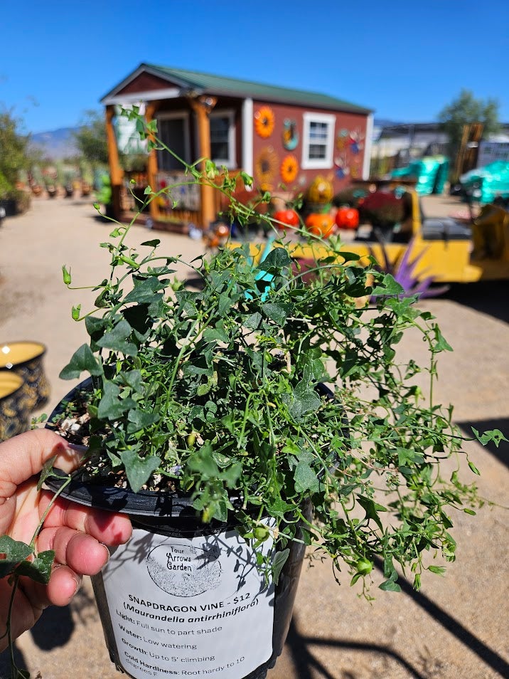 Buy a Snapdragon Vine in Tucson | Four Arrows Garden