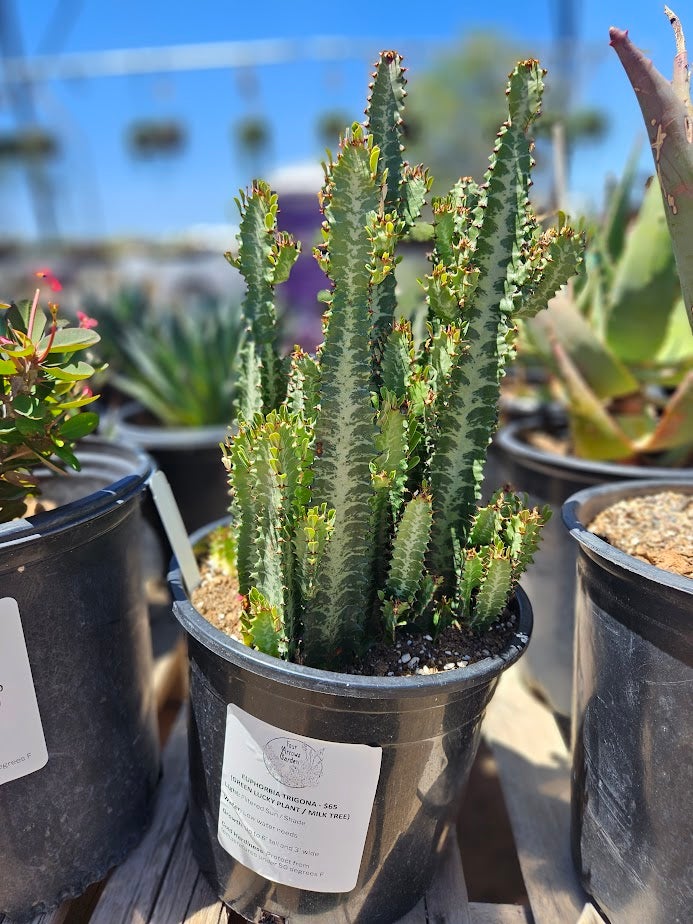 Buy a Green African Milk Tree in Tucson | Four Arrows Garden