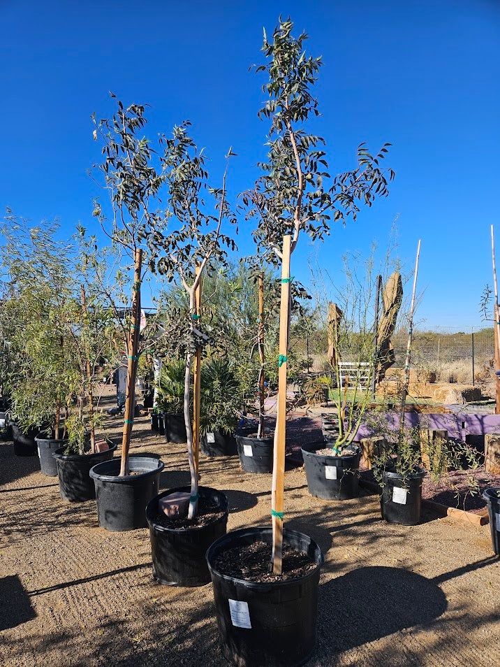 Buy a Red Push Pistache Tree in Tucson | Four Arrows Garden