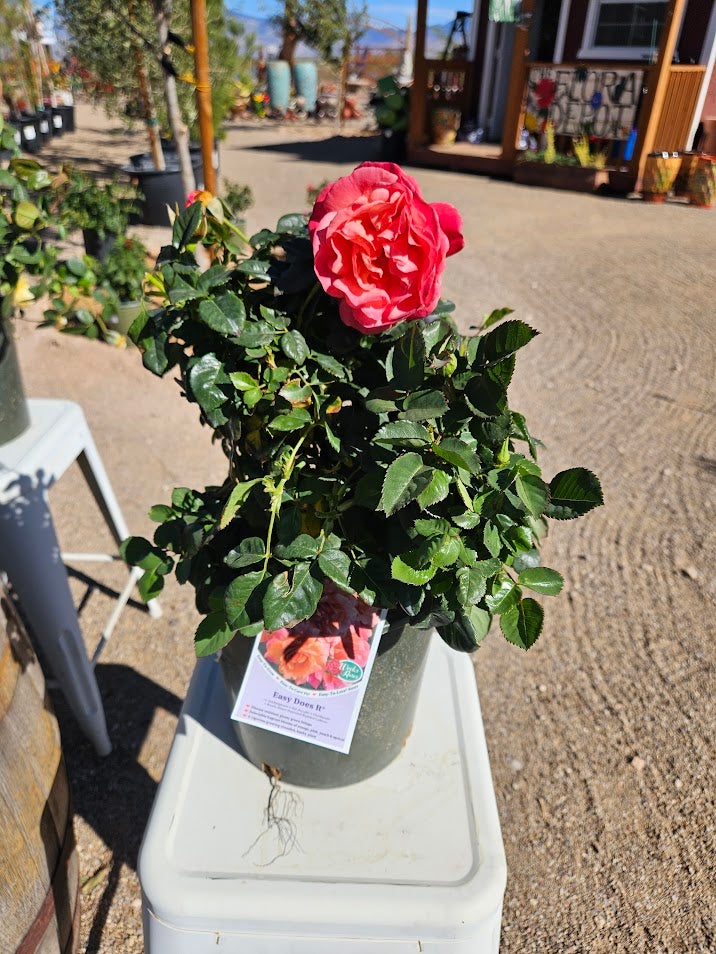 Buy an Easy Does It Rose Bush in Tucson | Four Arrows Garden