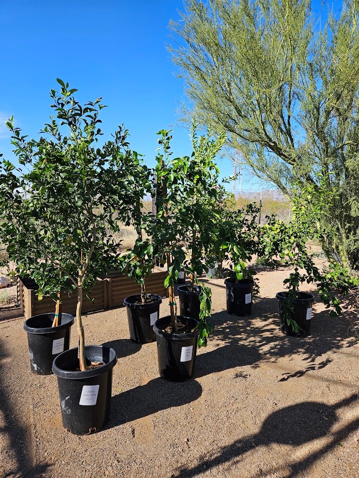 Buy a Meyer Lemon Tree in Tucson | Four Arrows Garden