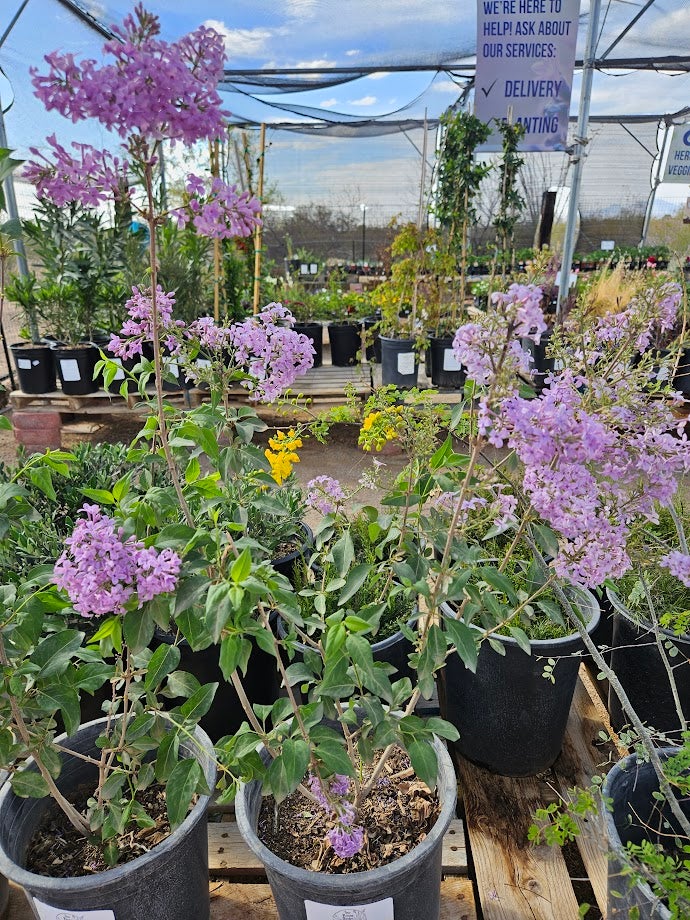 Buy a Persian Lilac in Tucson | Four Arrows Garden