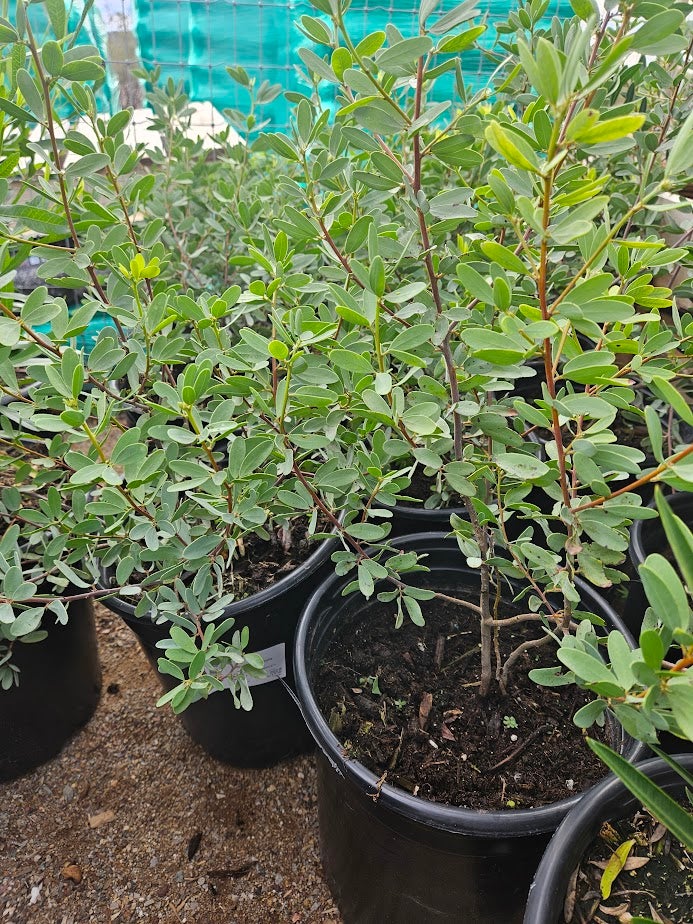 Buy an Outback Cassia in Tucson | Four Arrows Garden