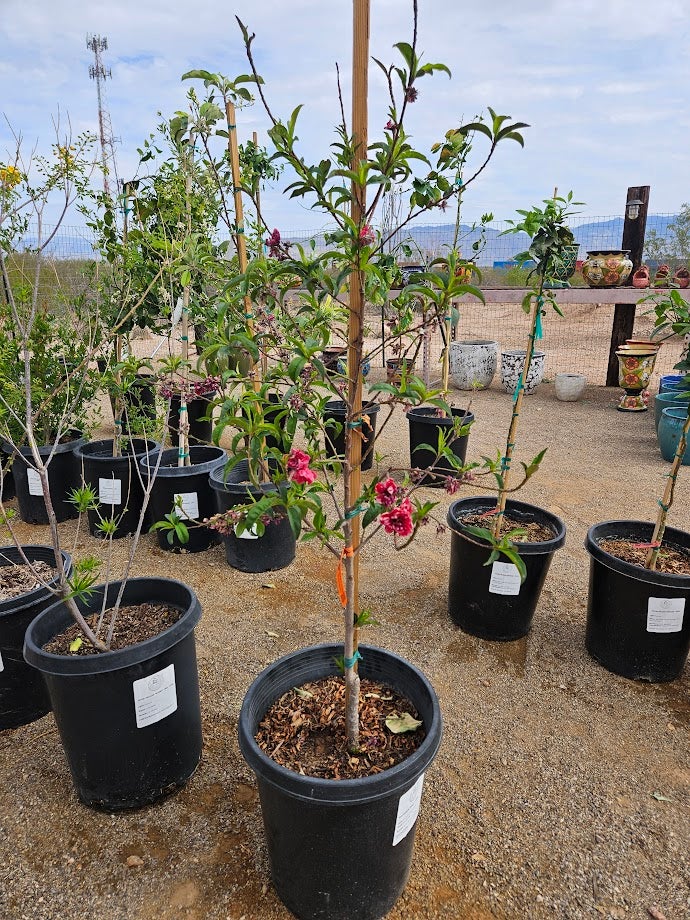 Buy Red Baron Peach Tree in Tucson | Four Arrows Garden
