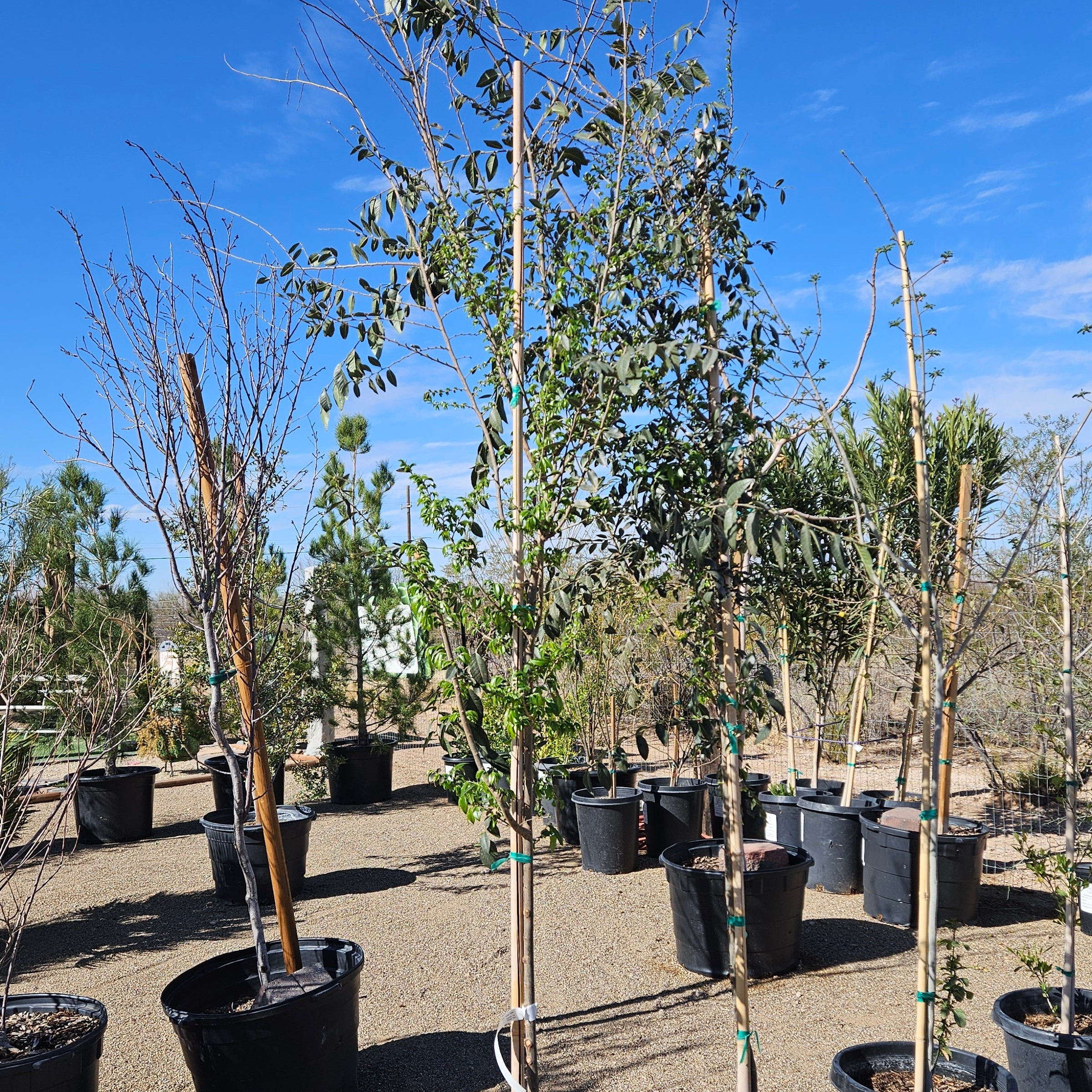Buy a Weeping Chinese Elm Tree in Tucson | Four Arrows Garden
