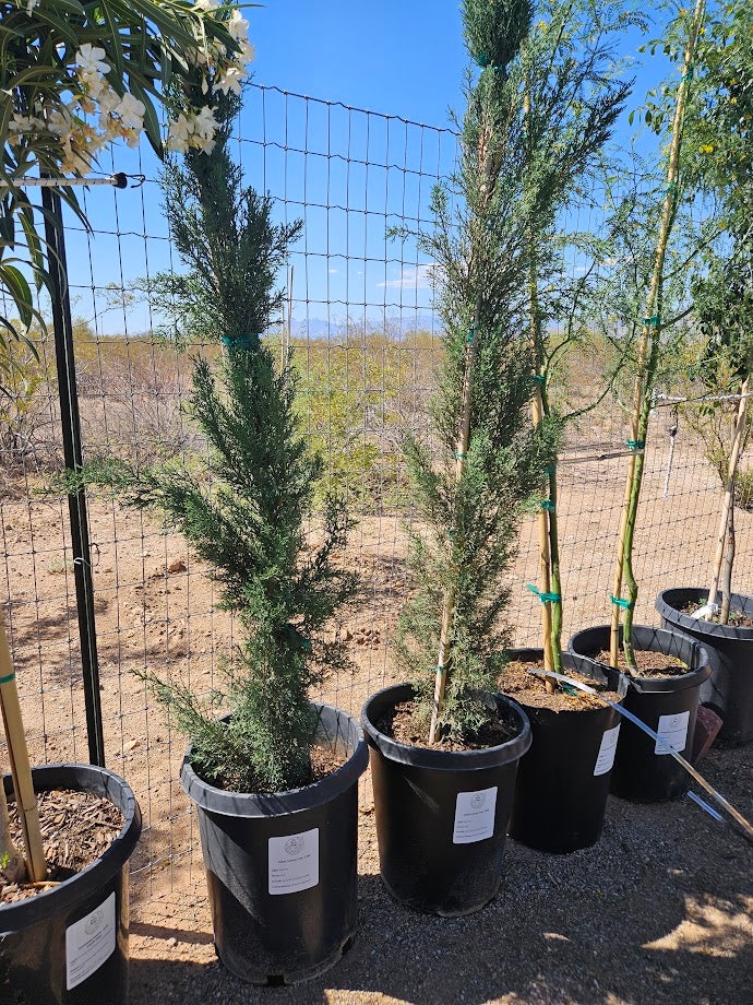 Buy an Italian Cypress Tree in Tucson | Four Arrows Garden