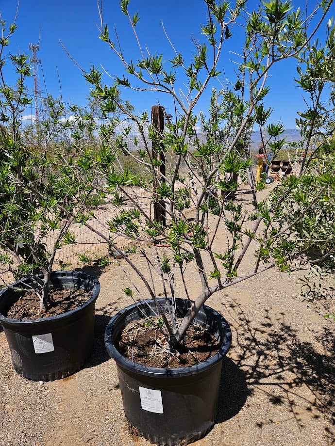 Buy a Desert Willow 'Desert Diva' Tree in Tucson | Four Arrows Garden