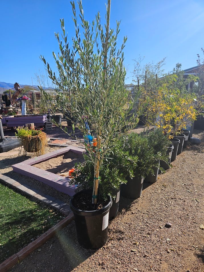 Buy a Fruitless Olive Tree in Tucson | Four Arrows Garden
