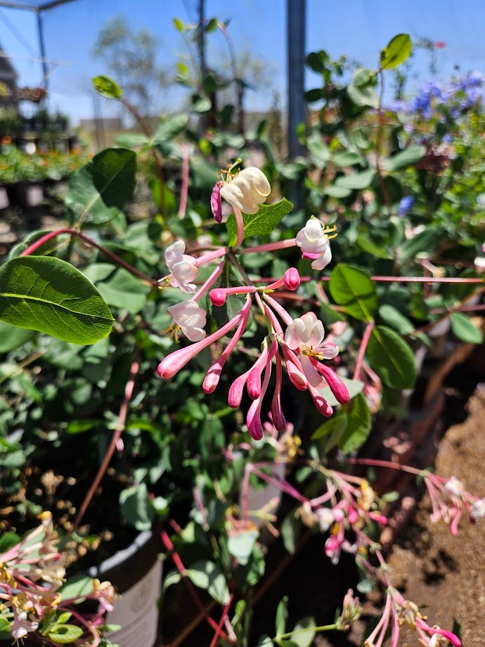 Buy a Pam's Pink Honeysuckle in Tucson | Four Arrows Garden