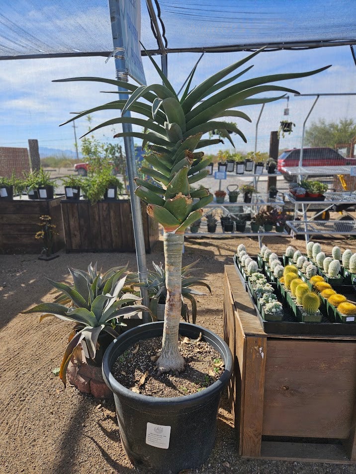 Buy a Hercules Tree Aloe | Four Arrows Garden