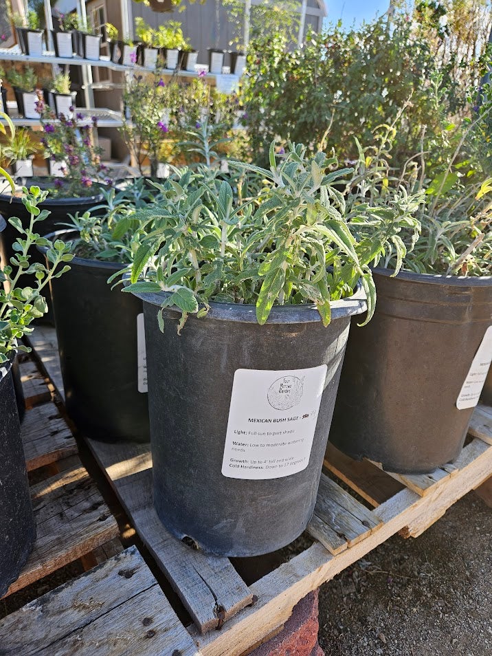 Buy a Mexican Bush Sage in Tucson | Four Arrows Garden
