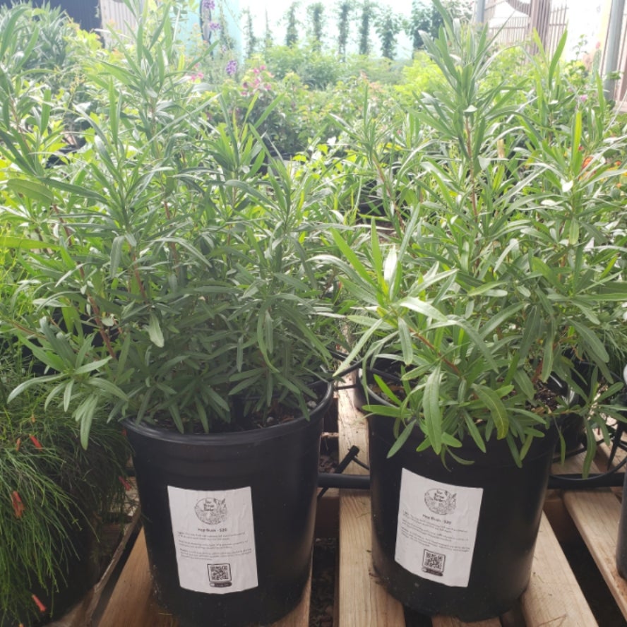 Buy a Green Hop Bush in Tucson | Four Arrows Garden