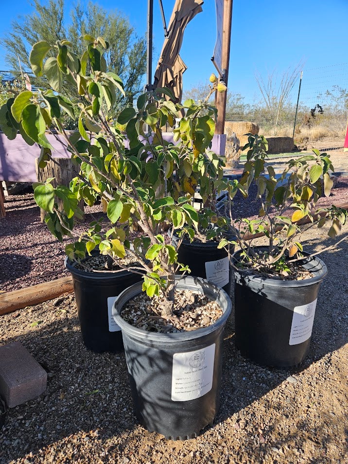 Buy a Texas Olive Tree in Tucson | Four Arrows Garden