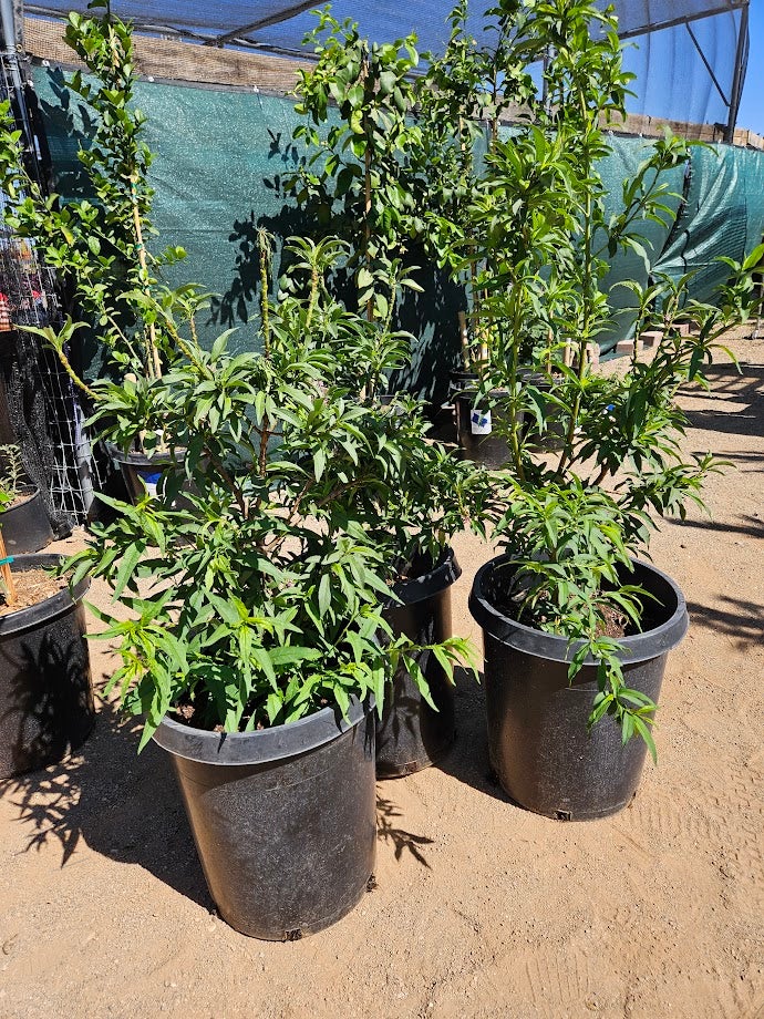 Buy Dwarf Bonanza Peach Tree in Tucson | Four Arrows Garden