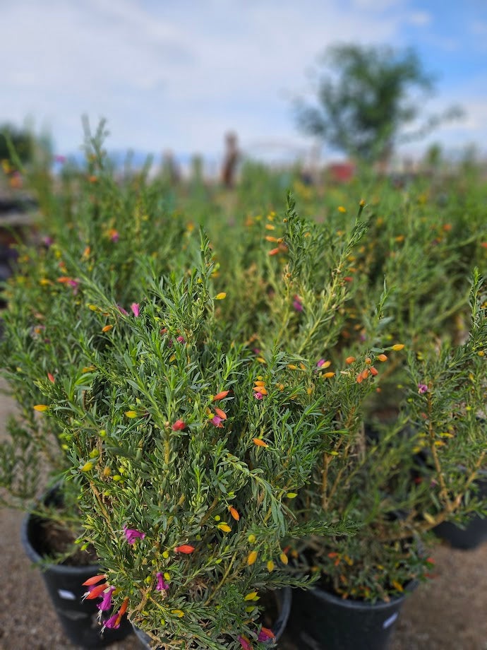 Buy an Easter Egg Emu Bush in Tucson | Four Arrows Garden
