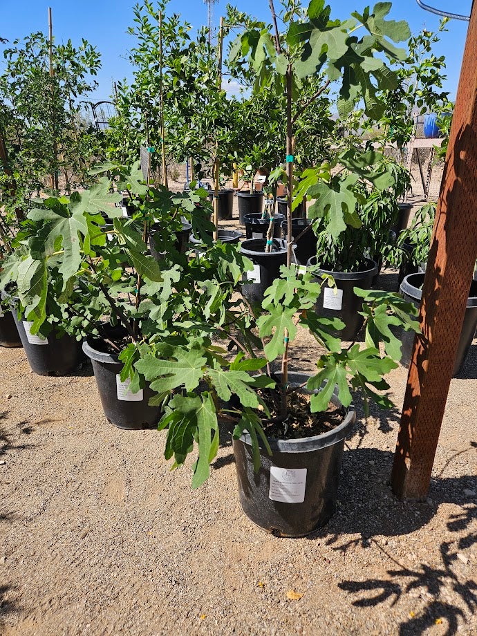 Buy a Black Mission Fig Tree in Tucson | Four Arrows Garden