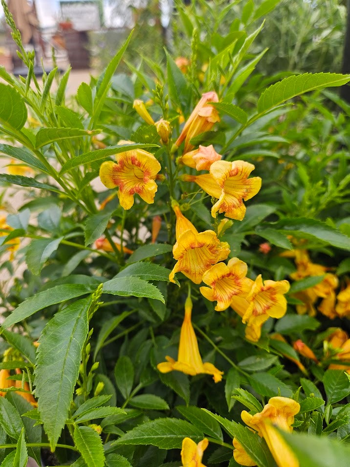 Buy a Tecoma Sparklette in Tucson | Four Arrows Garden