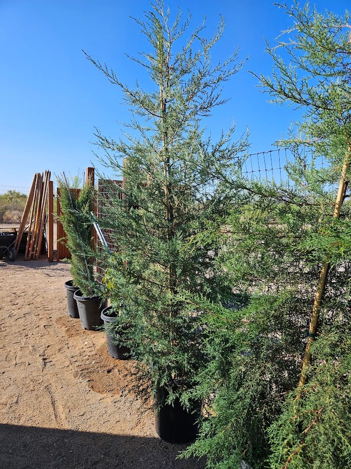 Buy a Leyland Cypress Tree in Tucson | Four Arrows Garden