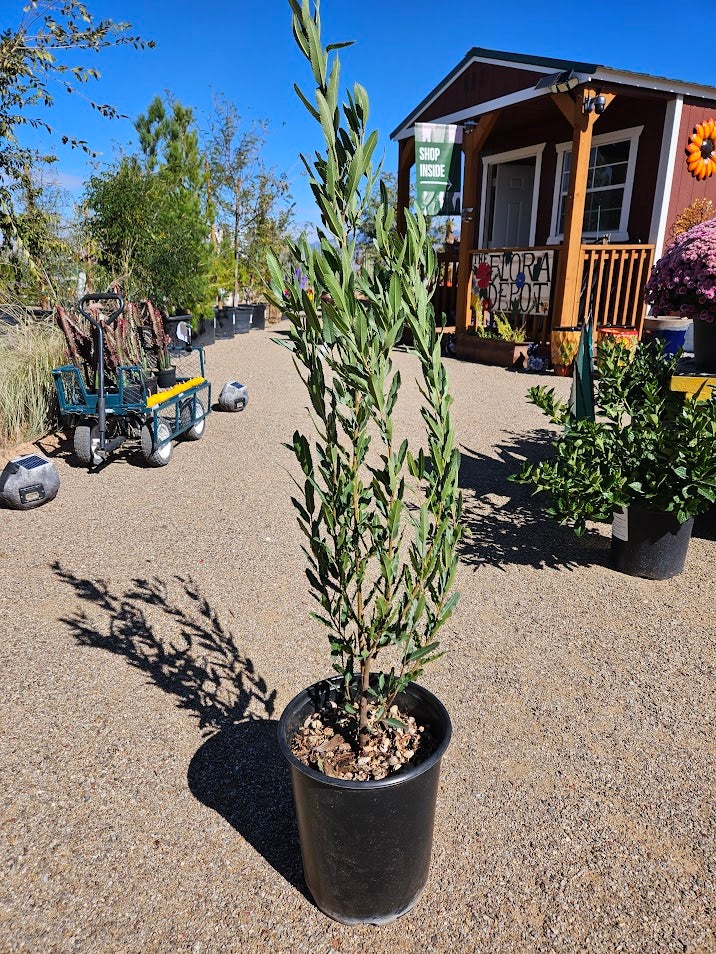 Buy an Arizona Rosewood in Tucson | Four Arrows Garden