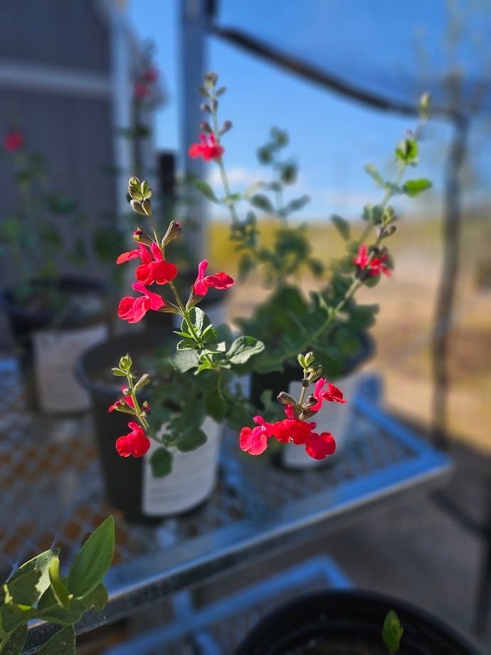 Buy Red Salvia Microphylla in Tucson | Four Arrows Garden