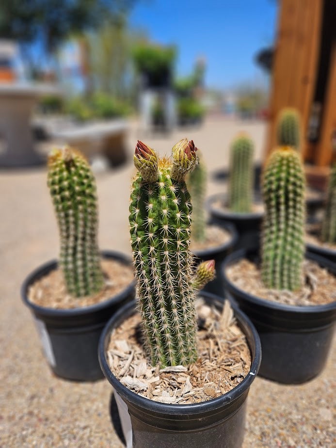 Buy a Trichocereus Flying Saucer Cactus in Tucson | Four Arrows Garden