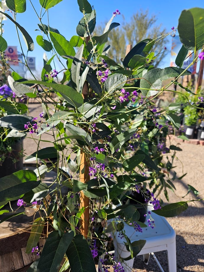 Buy a Purple Lilac Vine in Tucson | Four Arrows Garden