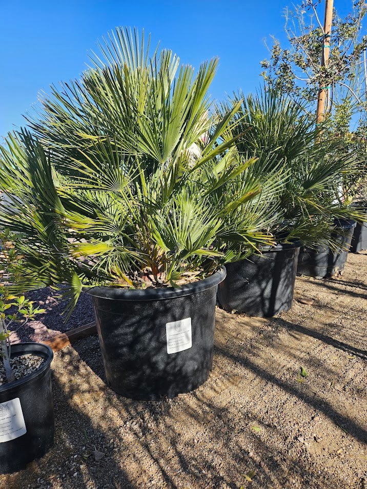 Buy a Mediterranean Fan Palm in Tucson | Four Arrows Garden