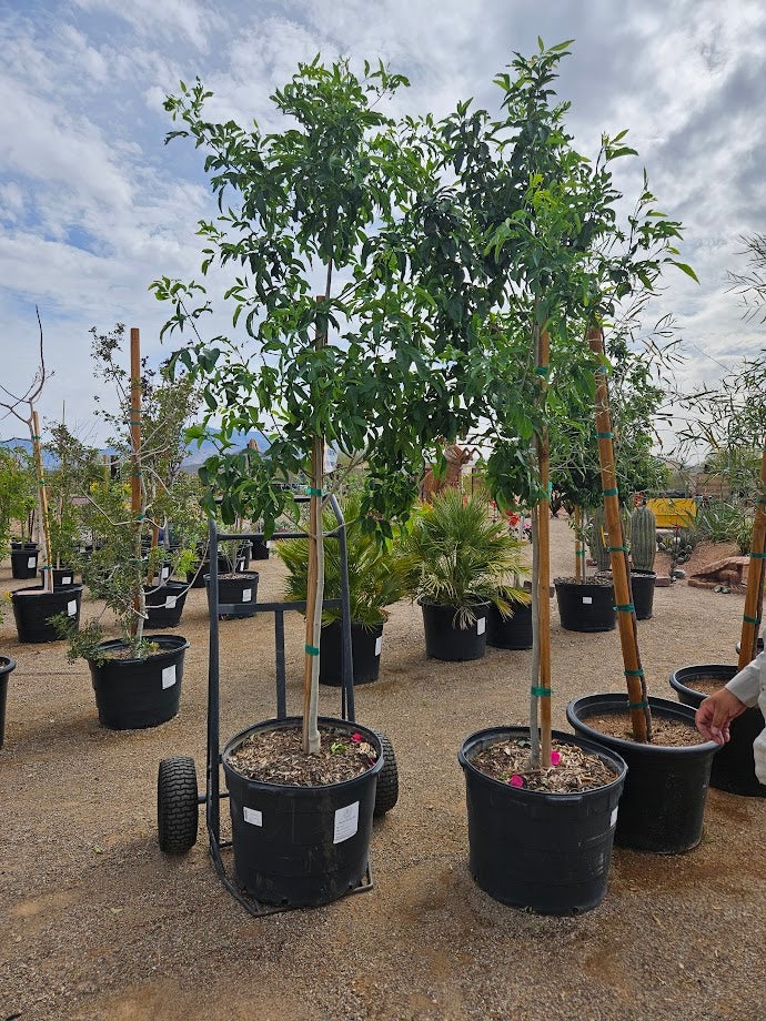 Buy a Fan-Tex Ash in Tucson | Four Arrows Garden