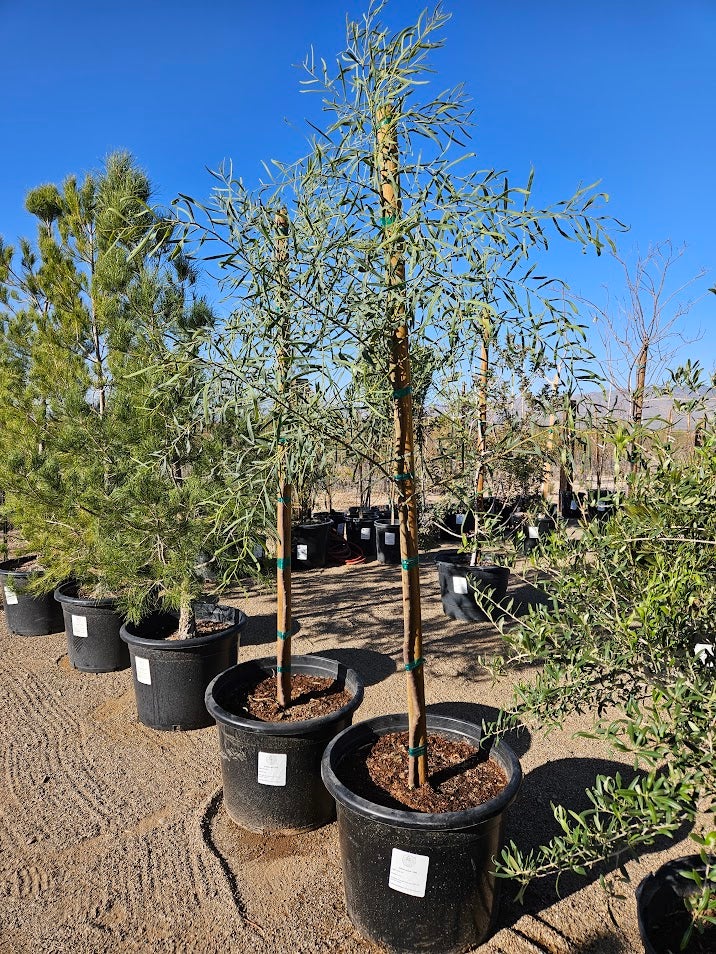Buy a Willow Acacia Tree in Tucson | Four Arrows Garden