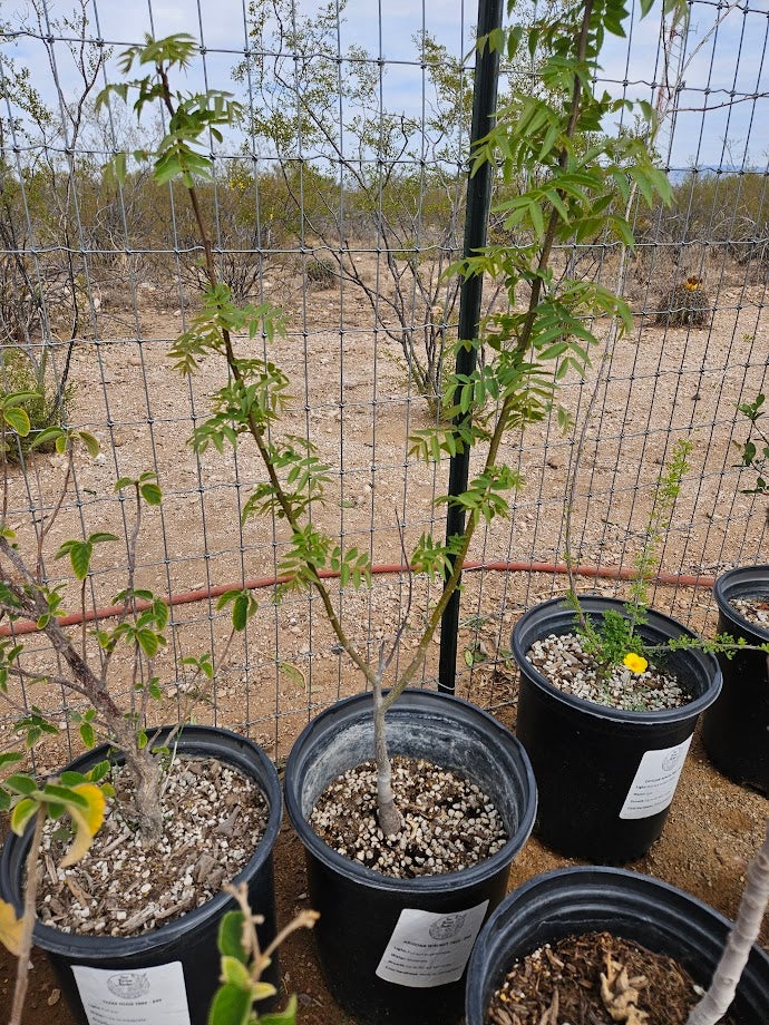 Buy an Arizona Walnut Tree in Tucson | Four Arrows Garden