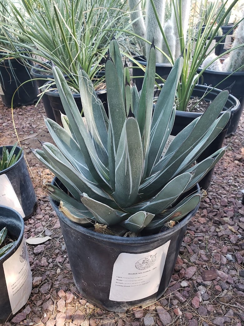 Buy a King Ferdinand Agave in Tucson | Four Arrows Garden