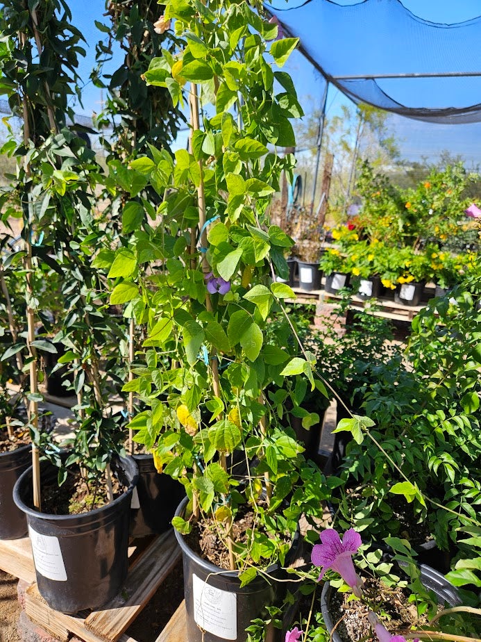 Buy a Snail Vine in Tucson | Four Arrows Garden