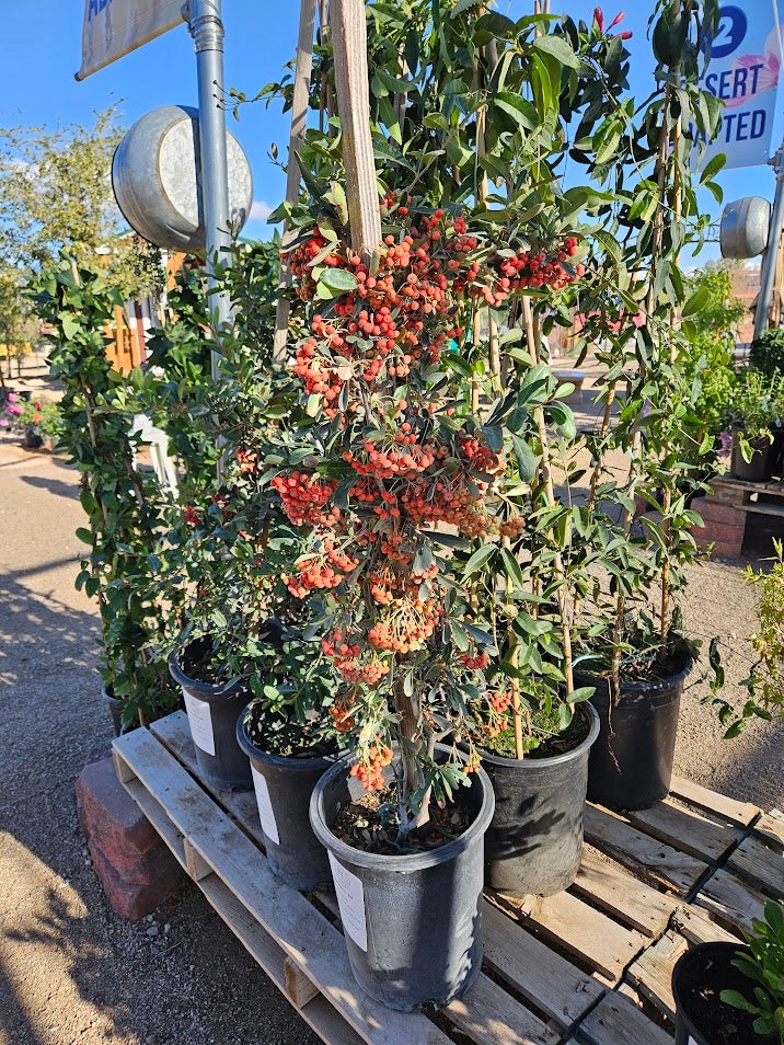 Buy a Pyracantha Vine in Tucson | Four Arrows Garden