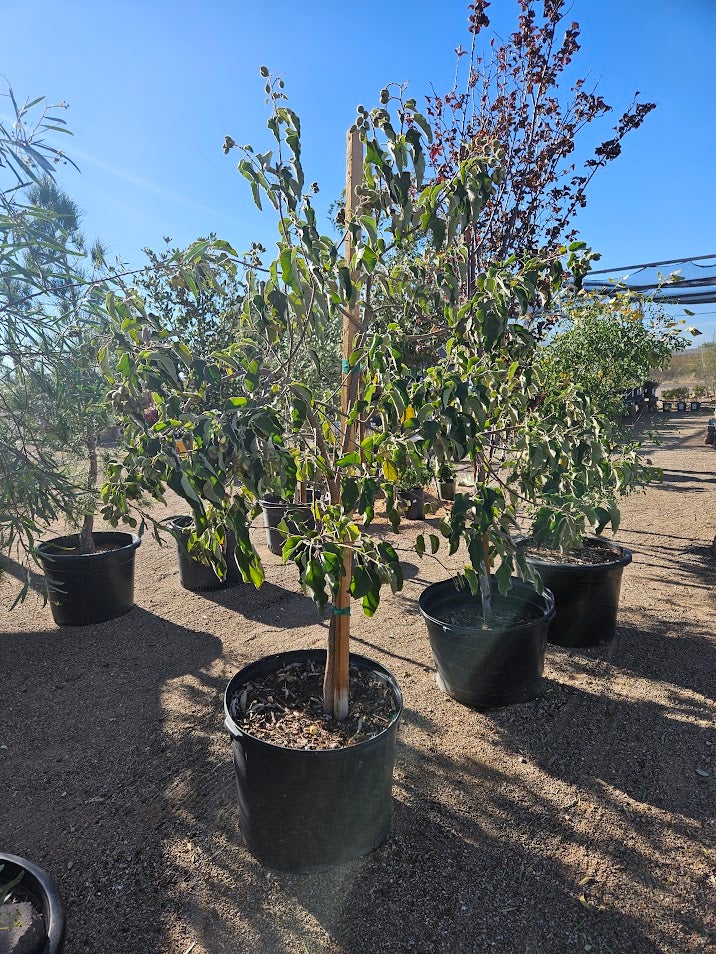 Buy a Texas Olive Tree in Tucson | Four Arrows Garden