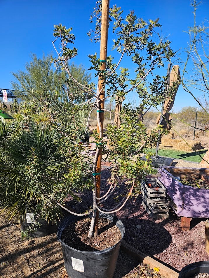 Buy a Mastic Tree in Tucson | Four Arrows Garden