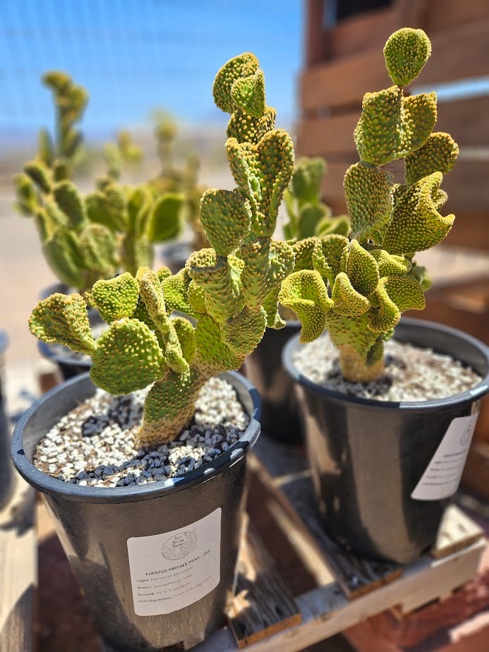 Buy a Crested Prickly Pear Cactus in Tucson | Four Arrows Garden
