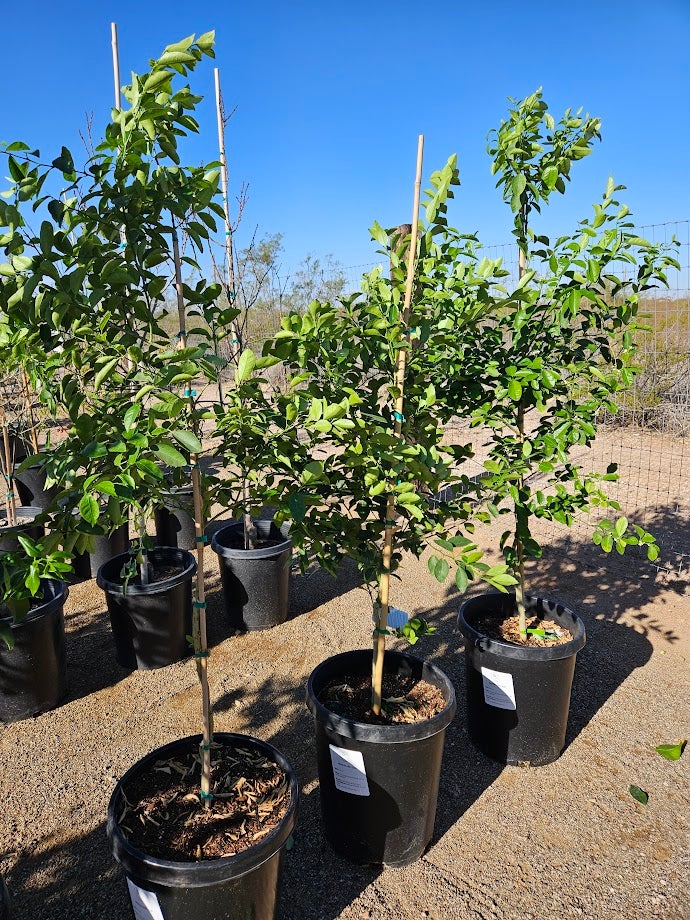 Buy a Mexican Lime Tree in Tucson | Four Arrows Garden