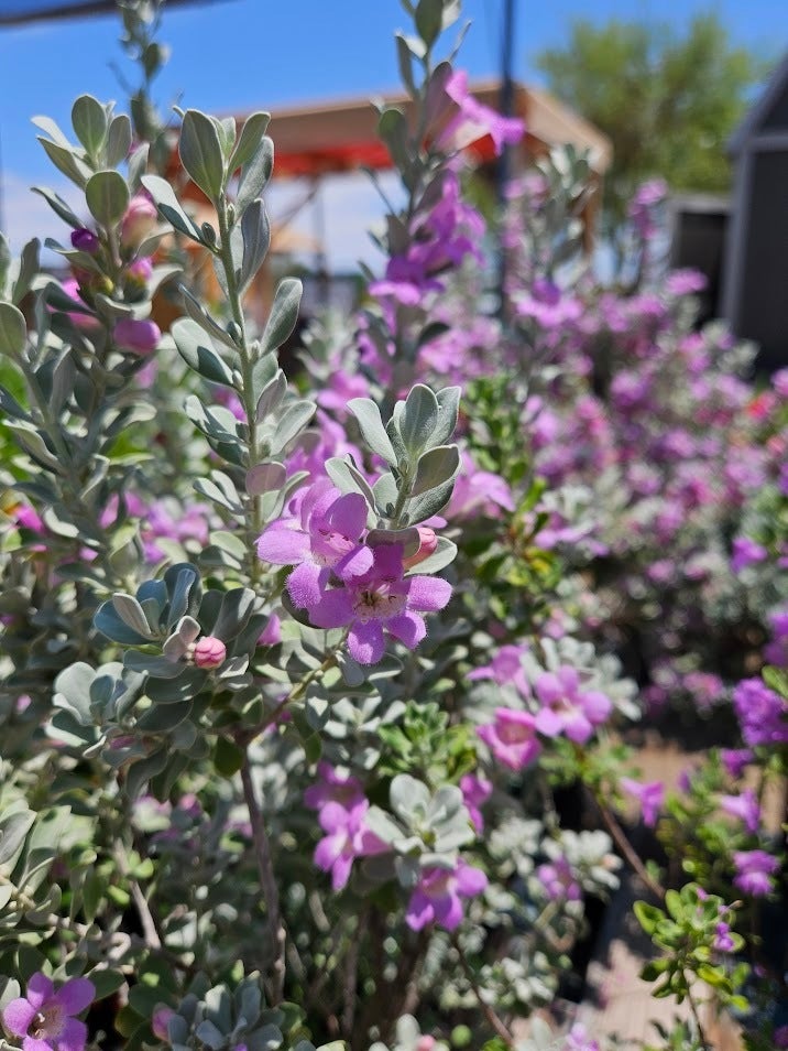 Buy a Texas Sage 'Compacta' in Tucson | Four Arrows Garden