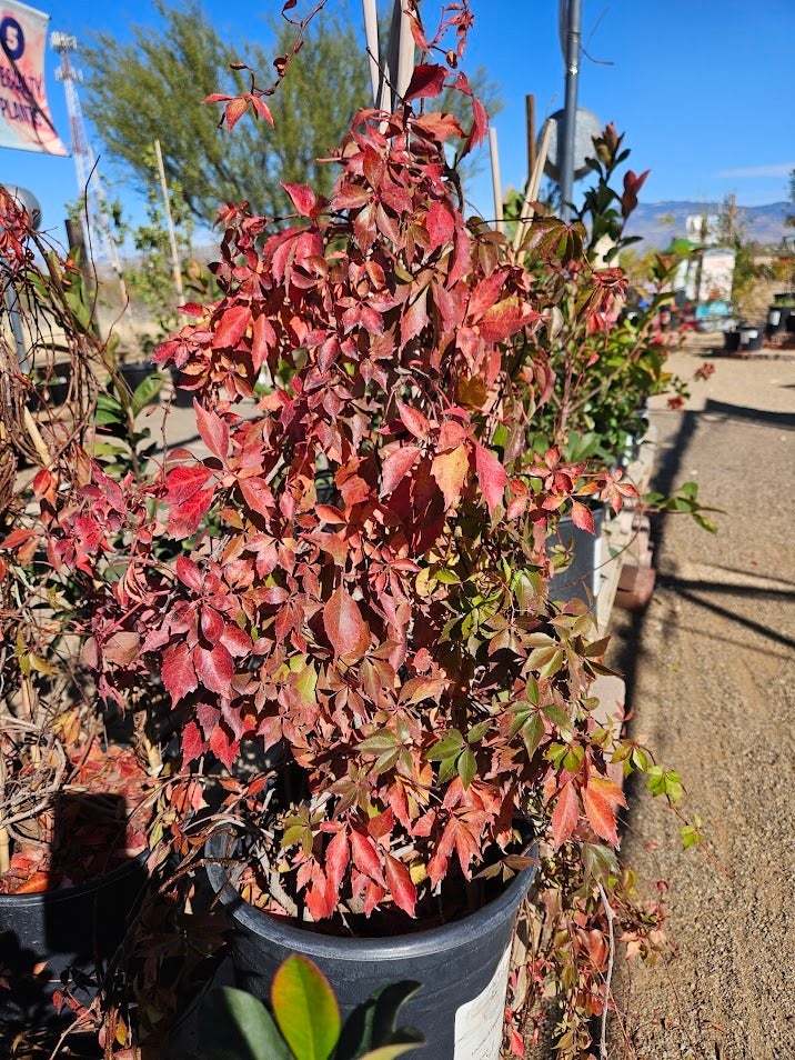 Buy a Hacienda Creeper Vine in Tucson | Four Arrows Garden
