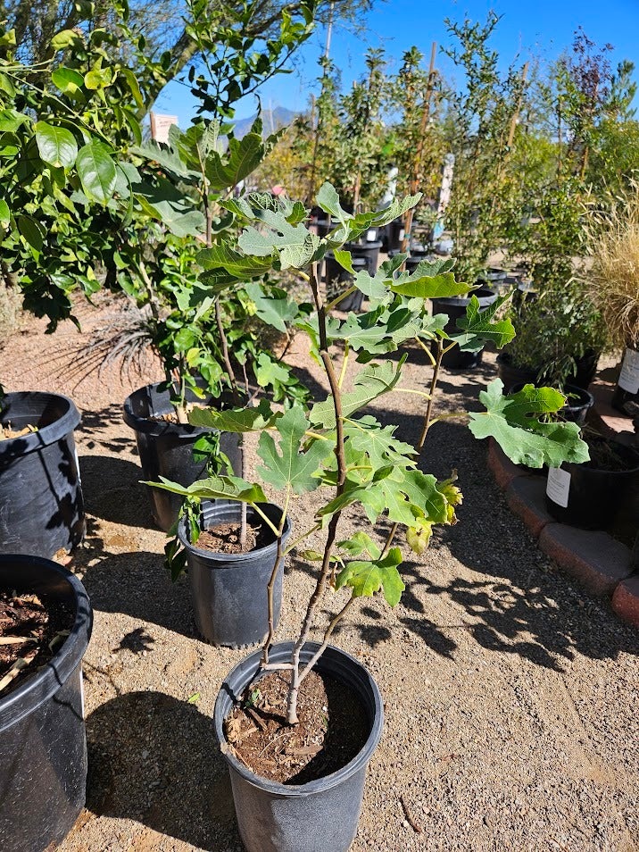 Buy a Black Mission Fig Tree in Tucson | Four Arrows Garden