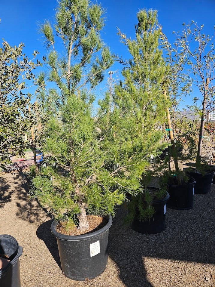Buy an Afghan Pine Tree in Tucson | Four Arrows Garden