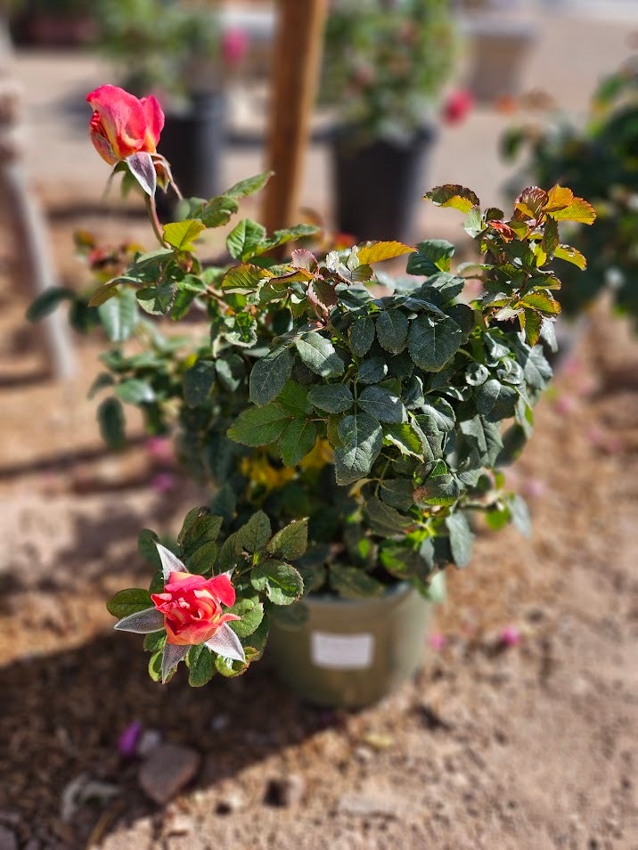 Buy a 'Rosie the Riveter' Rose Bush in Tucson | Four Arrows Garden