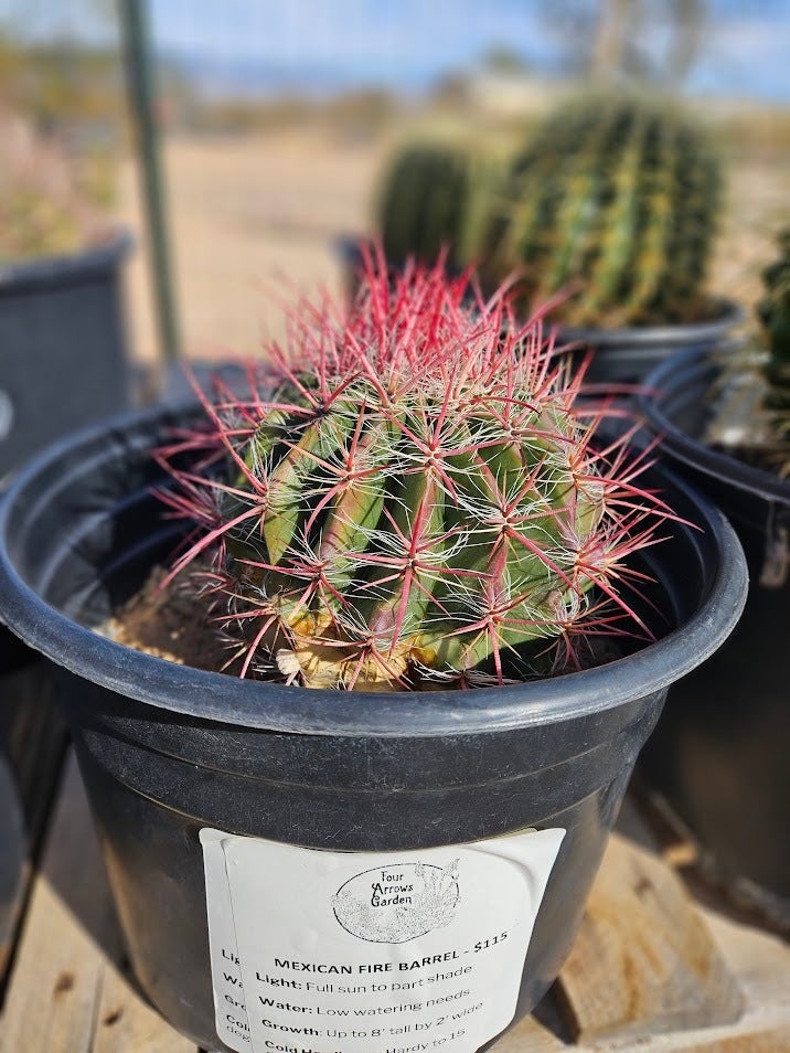 Buy a Mexican Fire Barrel Cactus in Tucson | Four Arrows Garden